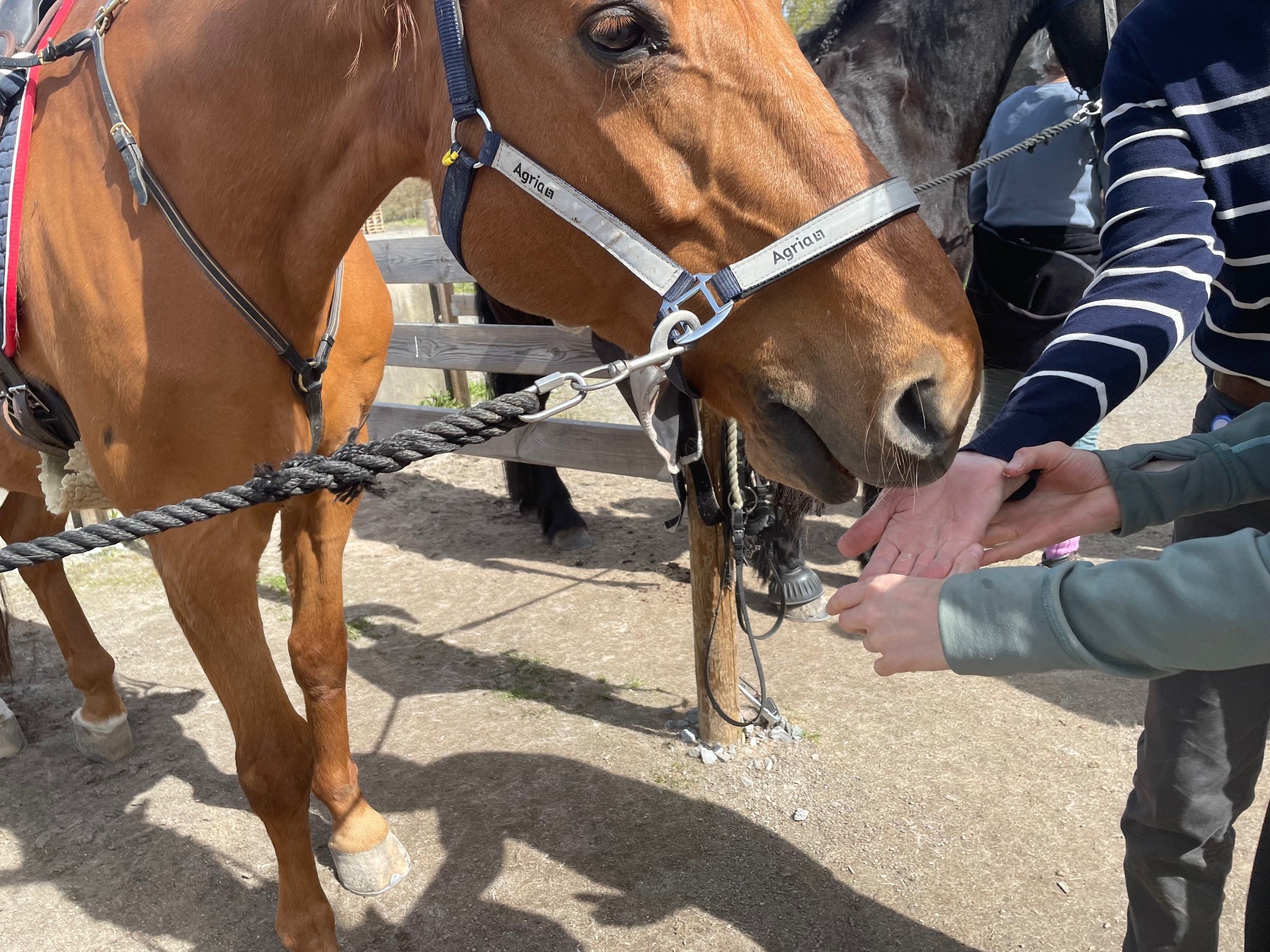 Silviahemmet på Stall Kungsgården — Silviahemmet